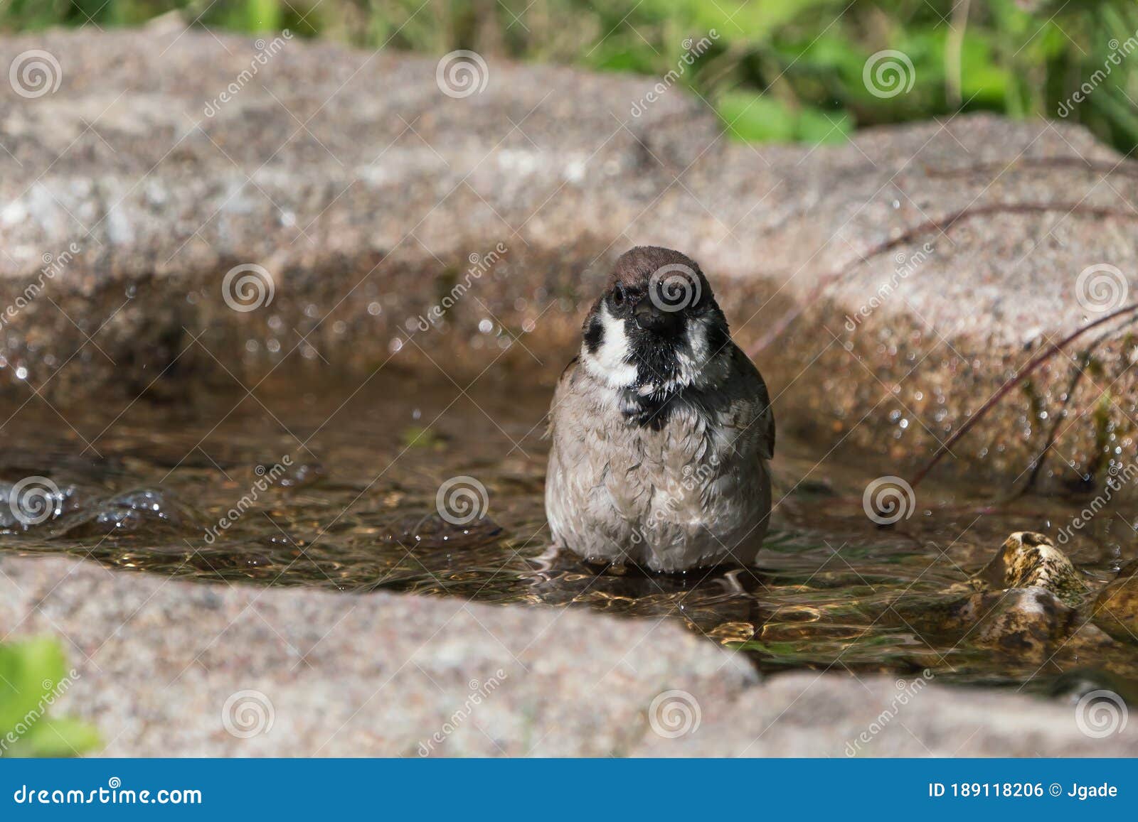 European tree sparrow stock photo. Image of tree, closeup - 189118206