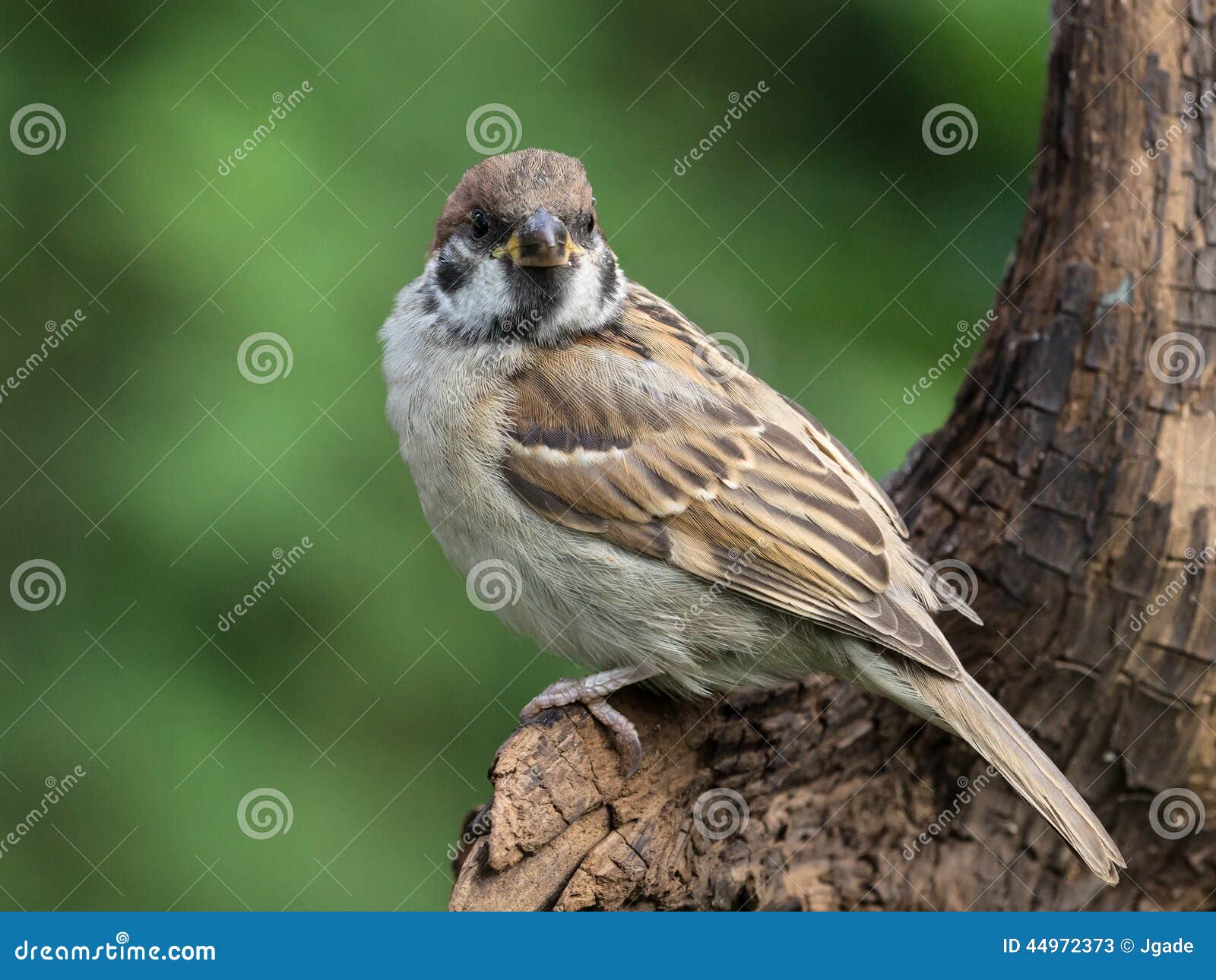 European tree sparrow stock image. Image of wood, montanus - 44972373