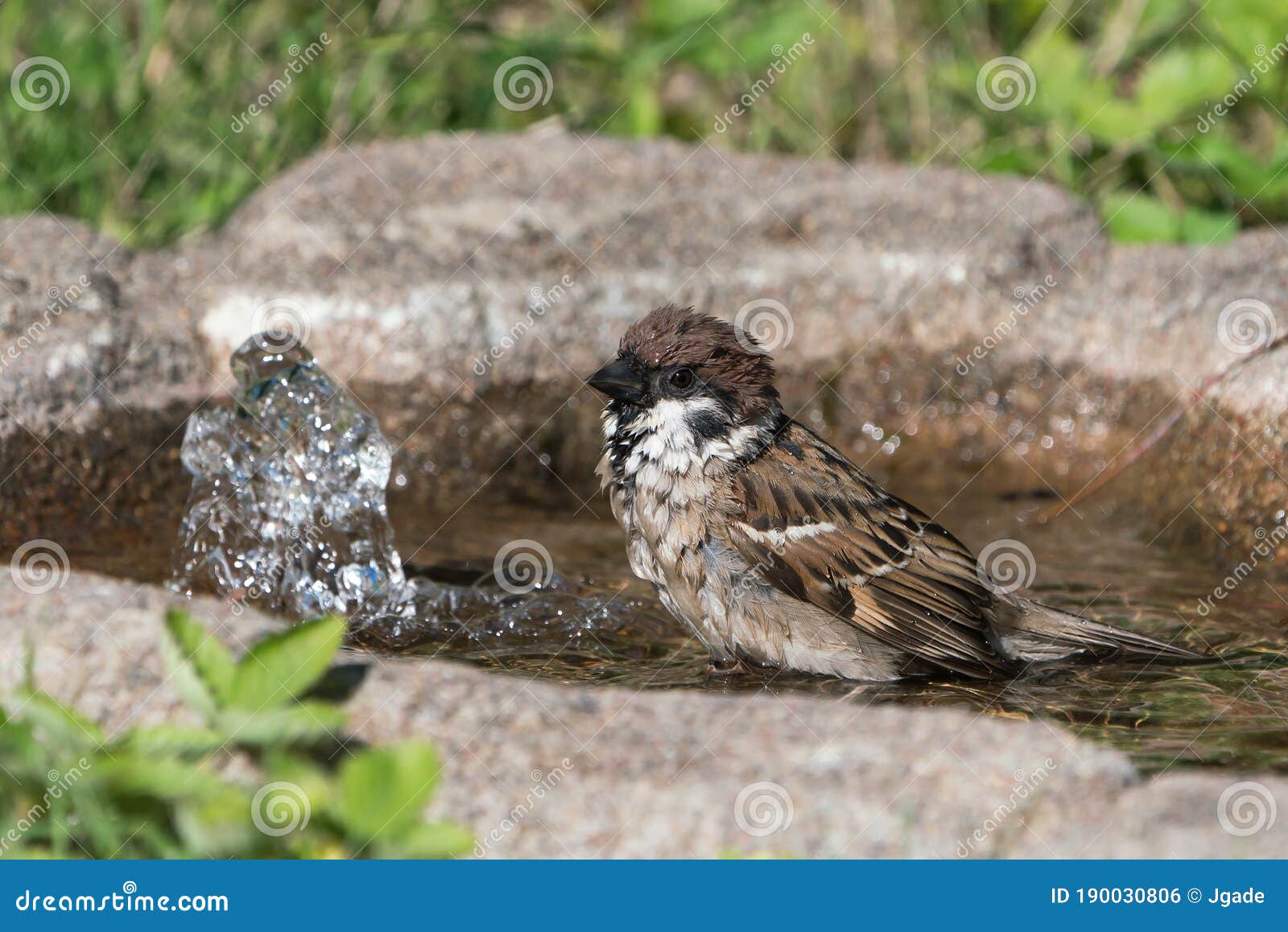 European tree sparrow stock photo. Image of summer, water - 190030806