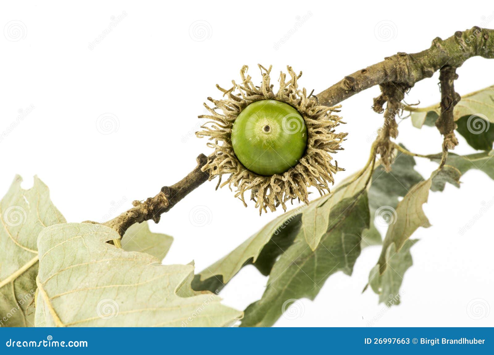 European turkey oak fruit stock image. Image of leafs - 26997663