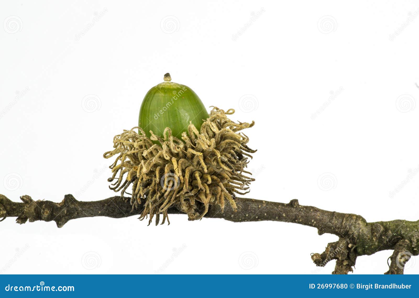 European turkey oak fruit stock photo. Image of background - 26997680