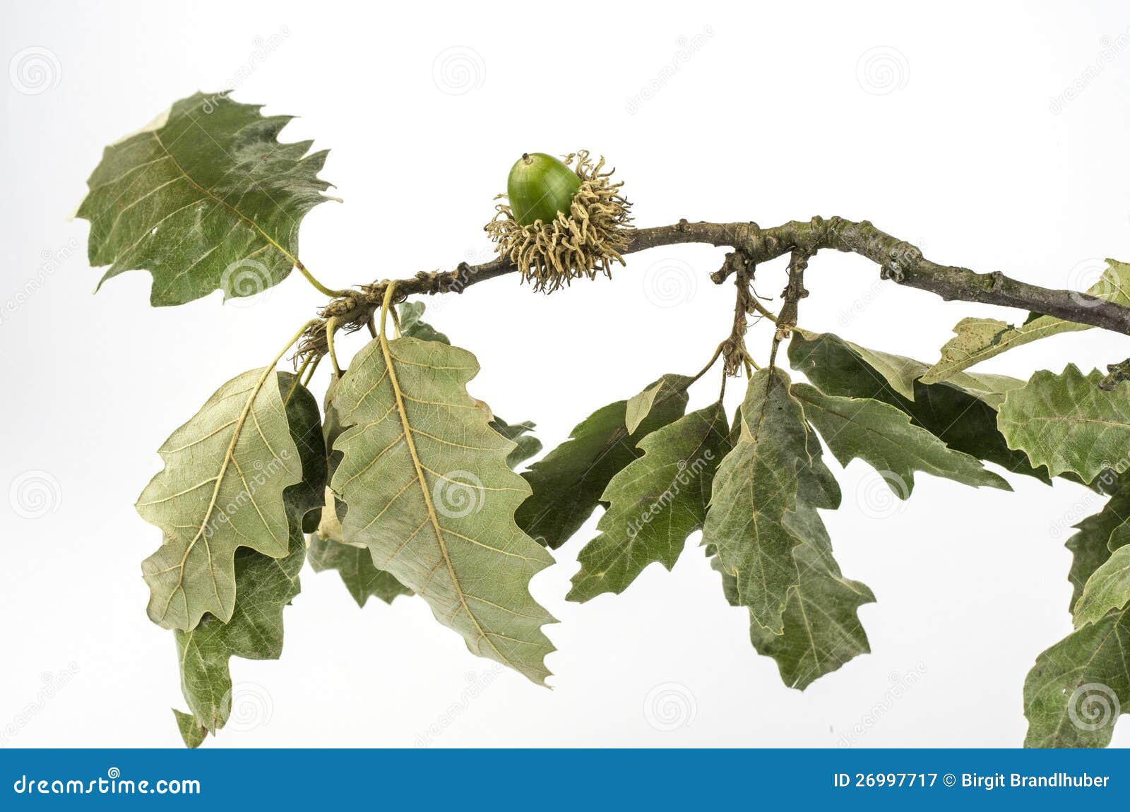 European turkey oak fruit stock image. Image of green - 26997717