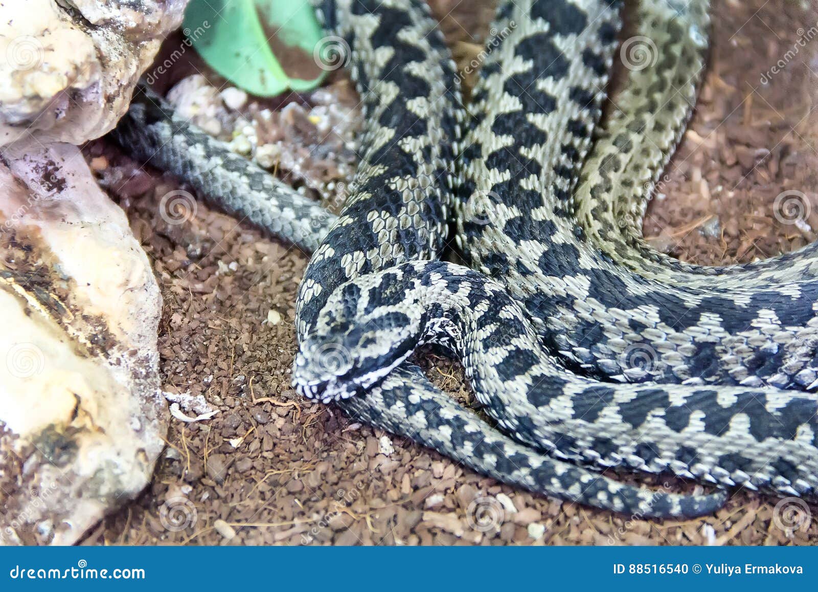 European Viper Berus in the Zoo Stock Photo - Image of berus, animal ...