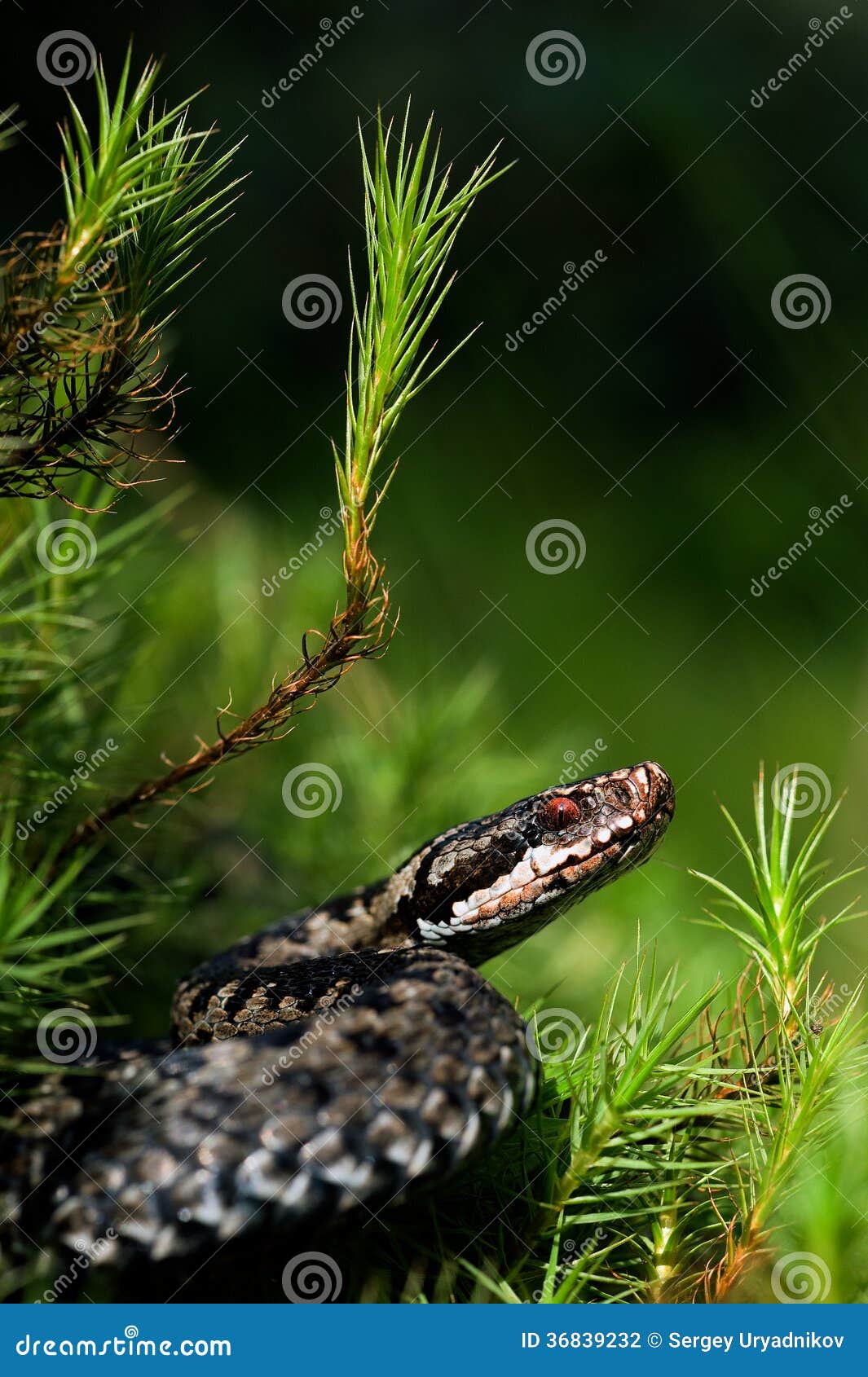 European viper. stock photo. Image of animal, fear, detail - 36839232