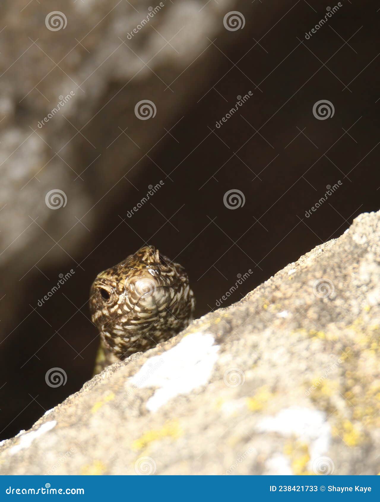 A European Wall Lizard Peeking Over a Rock Stock Image - Image of ...