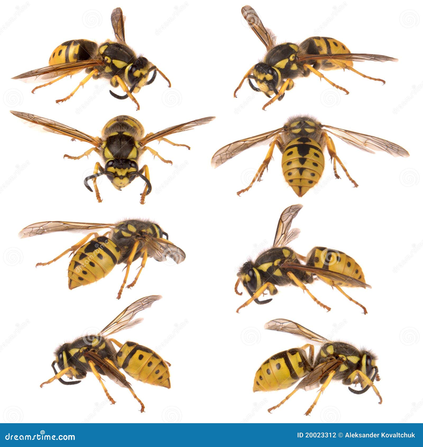 European wasp stock photo. Image of isolated, pincer - 20023312