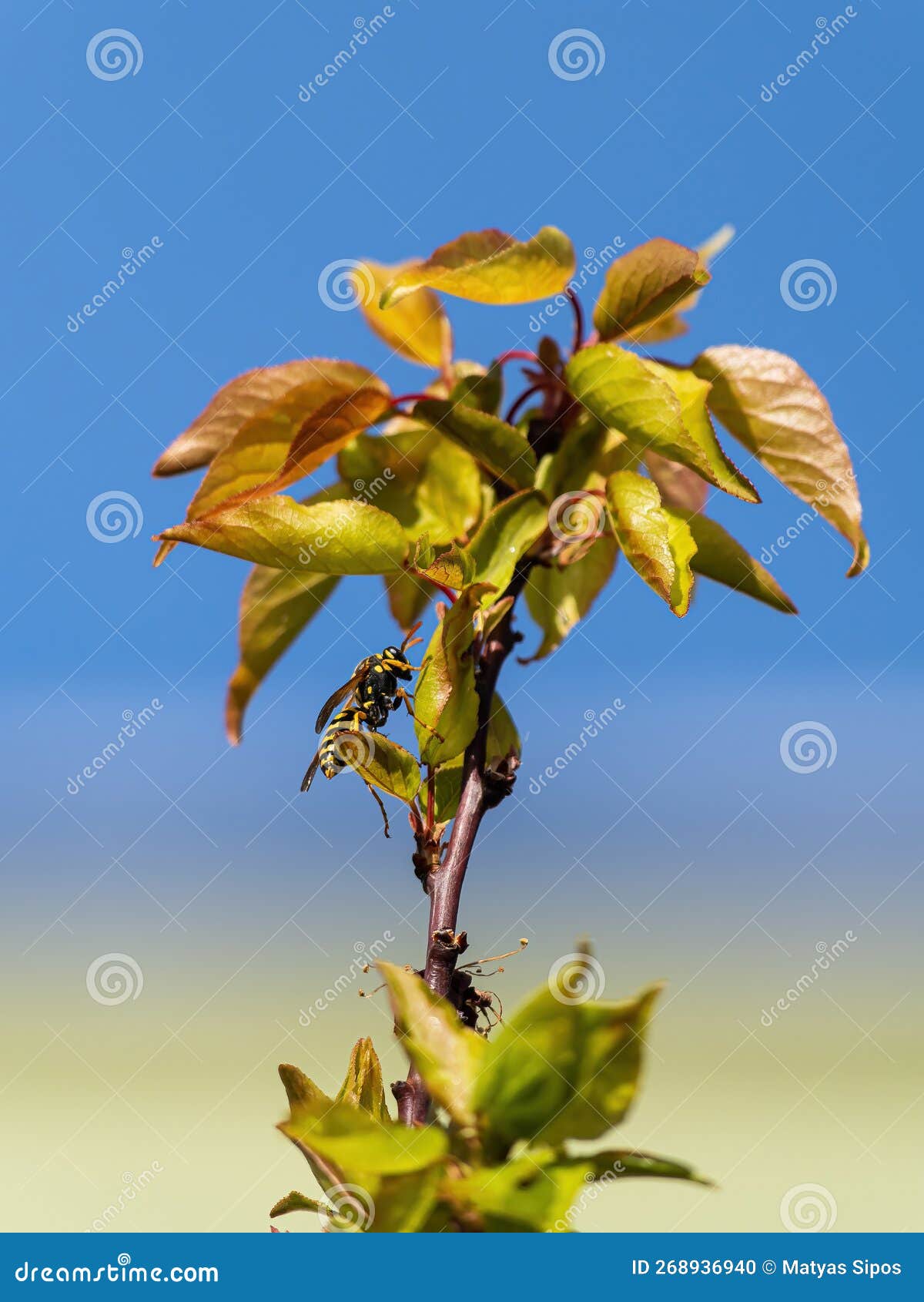 European Wasp on a Fruit Tree Branch Stock Photo - Image of garden ...