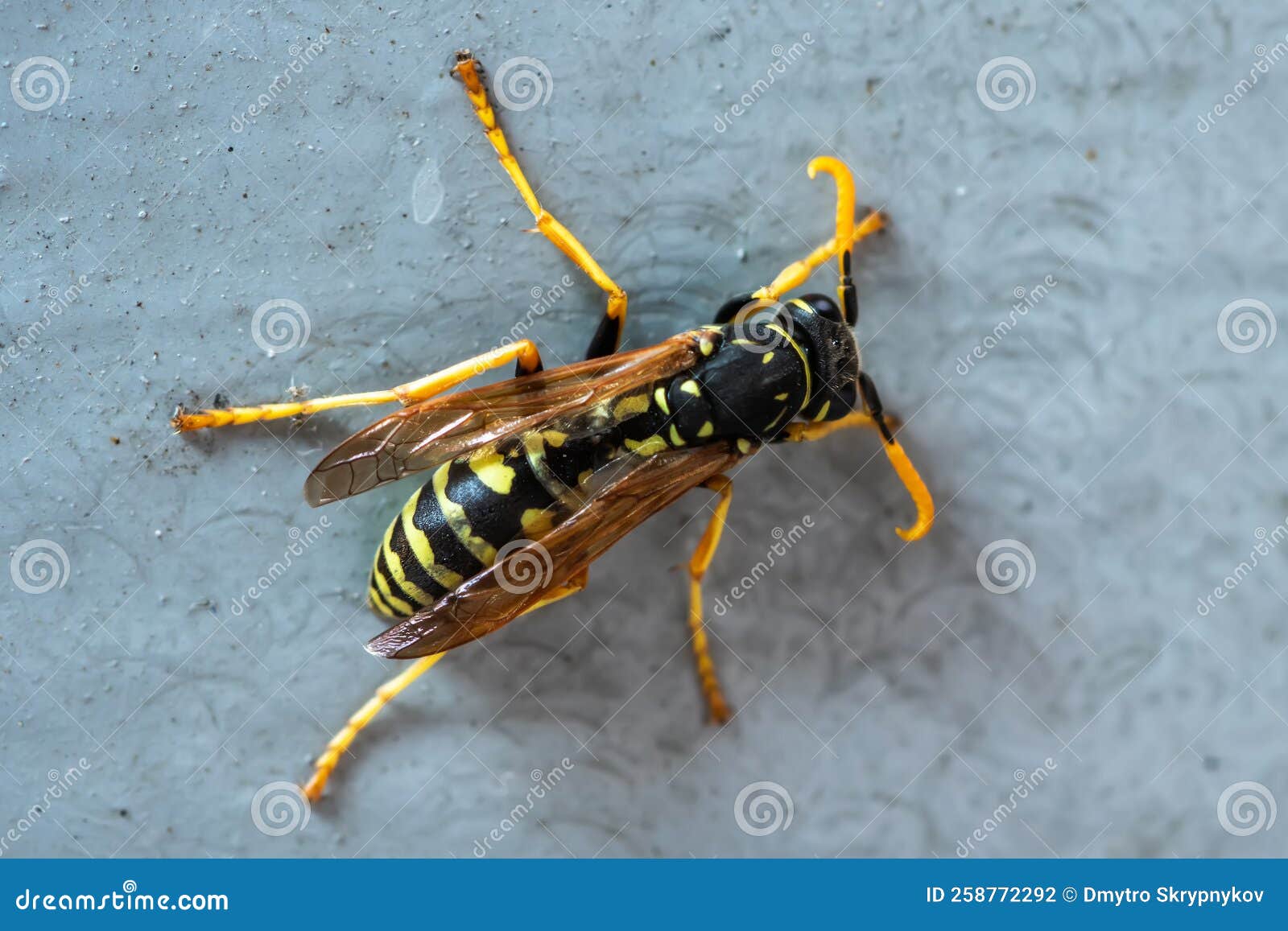 European Wasp German Wasp or German Yellowjacket on Grey Background ...