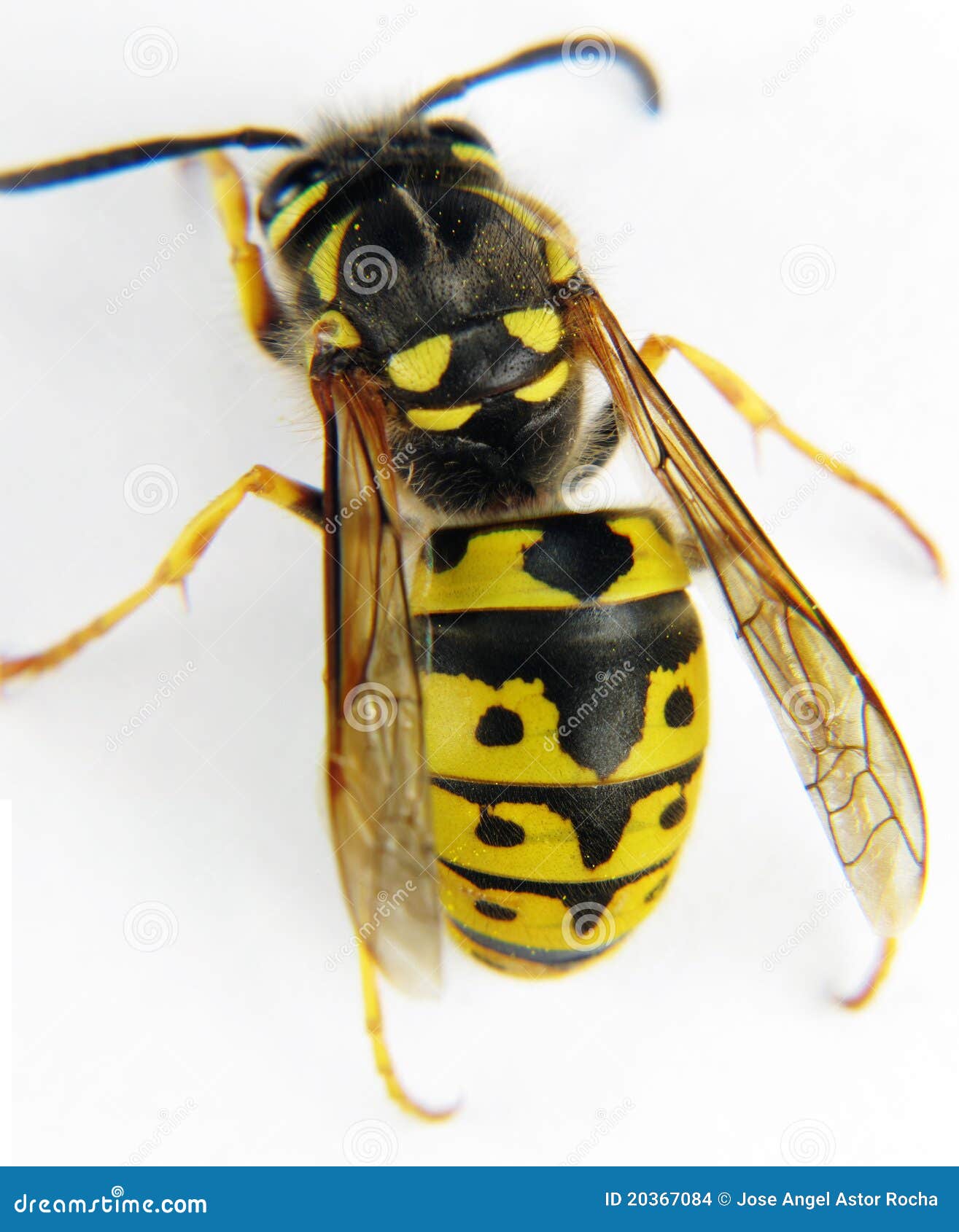 European Wasp Macro White Background Stock Photo - Image of dangerous ...