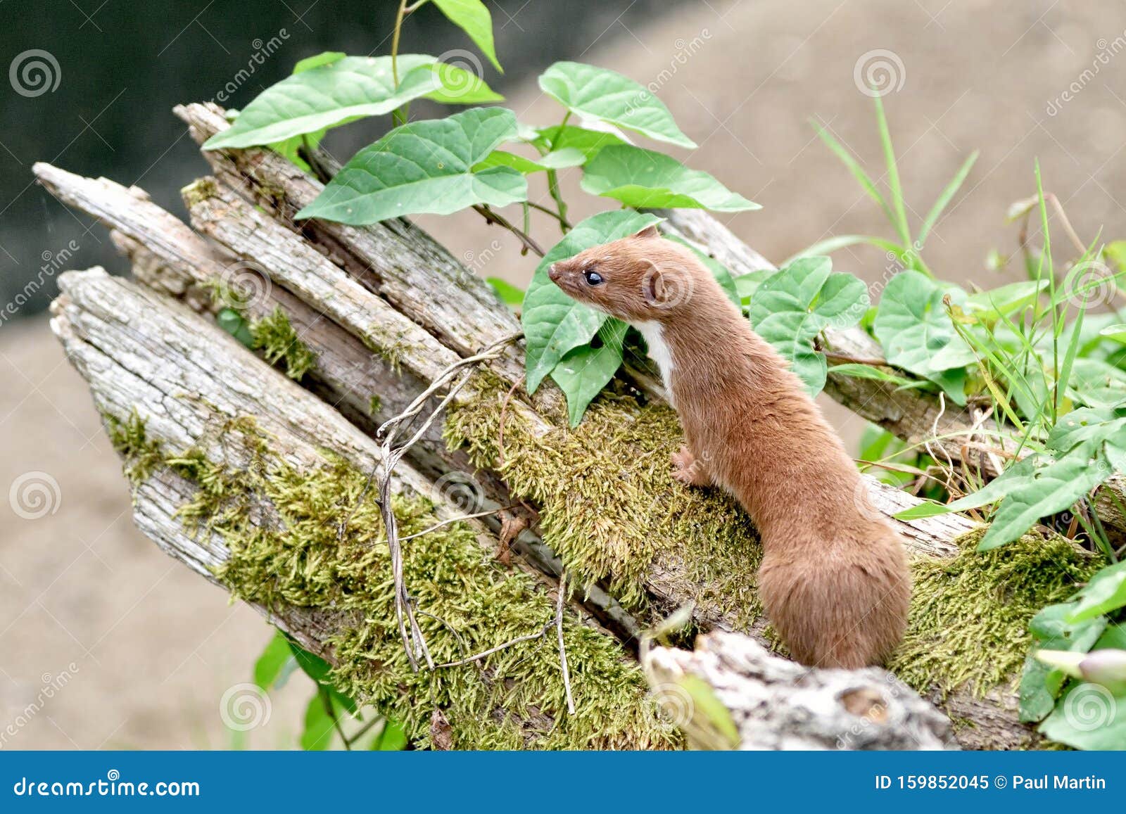 Weasel stock image. Image of fallen, animal, golden - 159852045