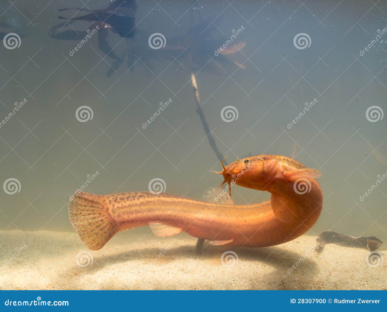 European weather loach stock photo. Image of aquarium - 28307900