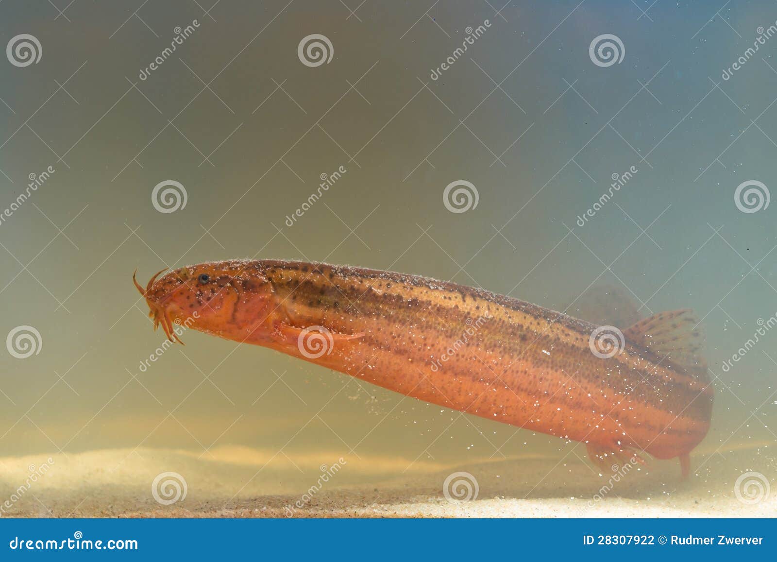 European Weather Loach Sideview Stock Photo - Image of animal, exotic ...