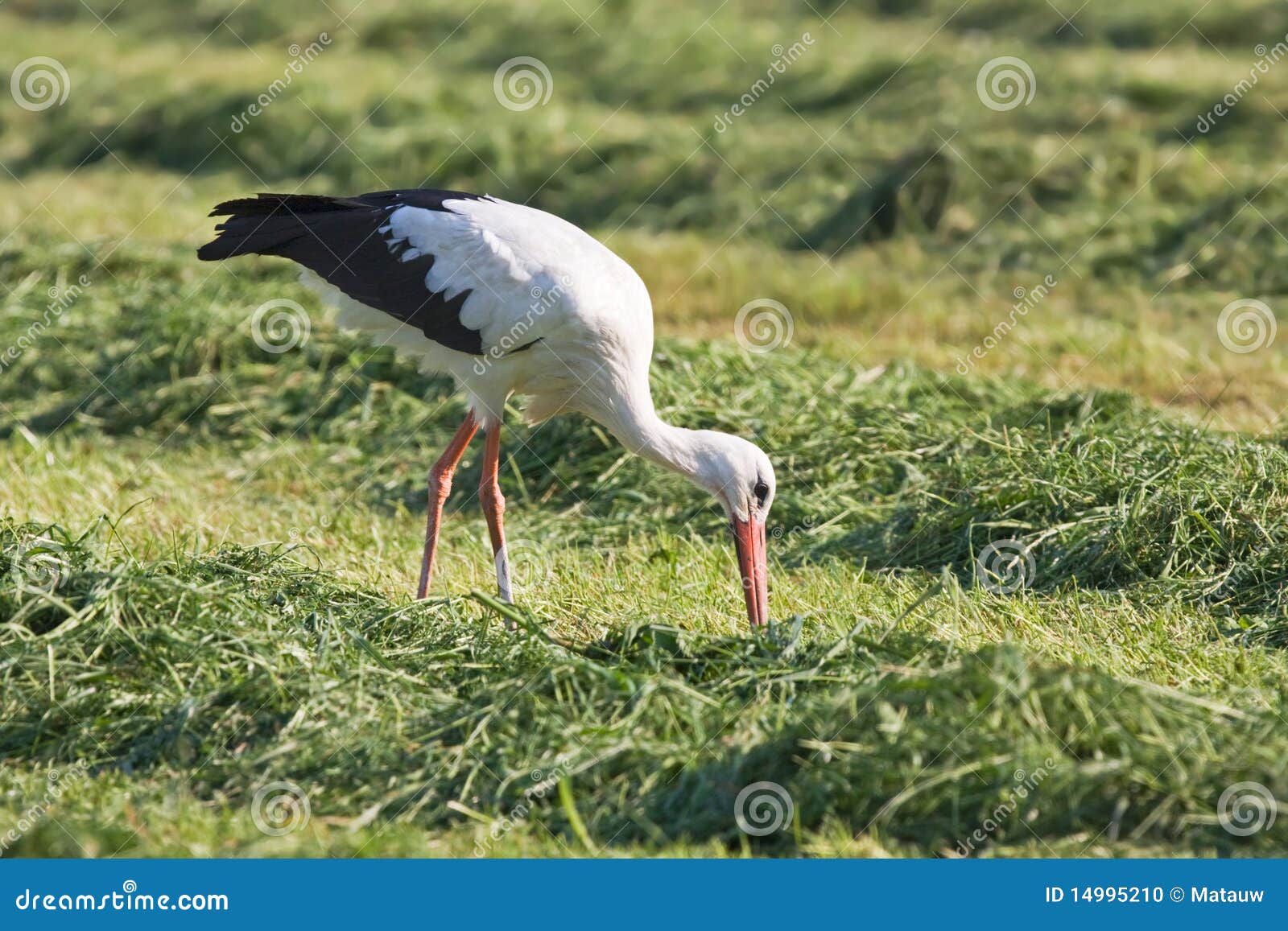 European White Stork stock photo. Image of white, ciconia - 14995210