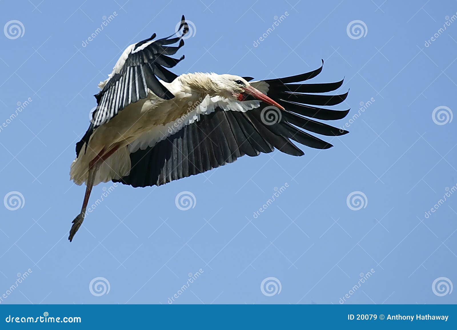 The White Stork Is A Large Bird In The Stork Family. Its Plumage Is ...