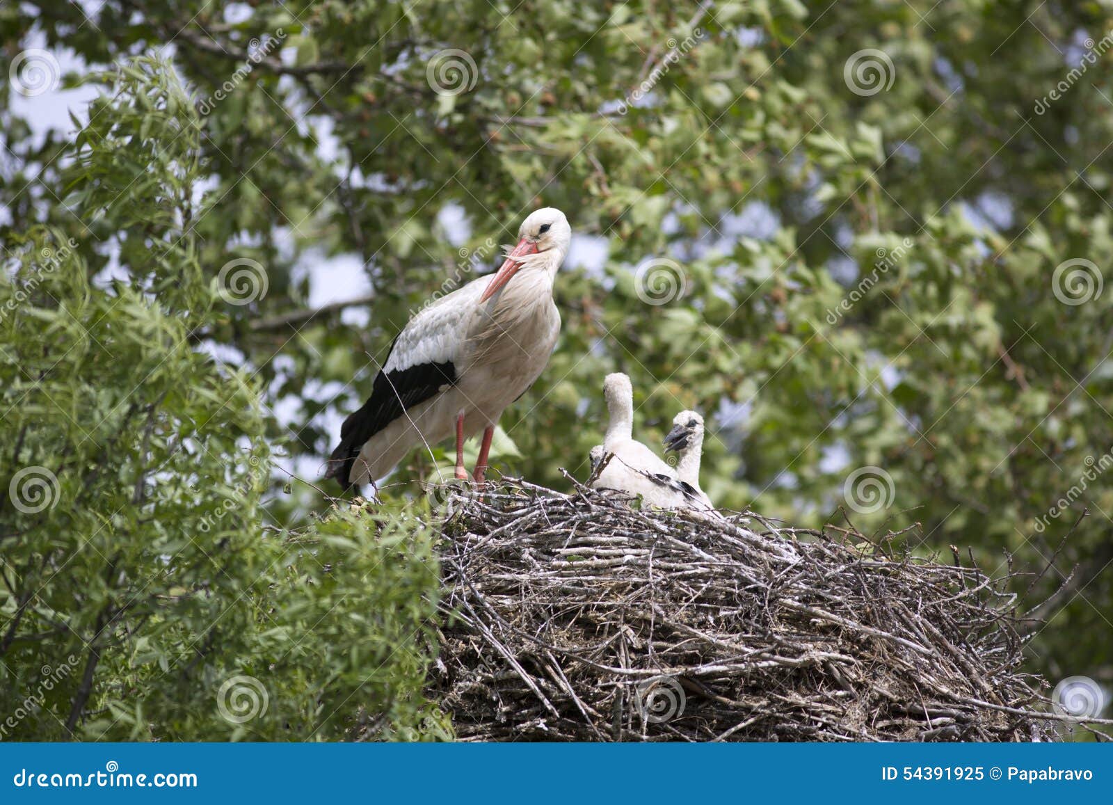 European White Stork with Chicks in Its Nest Stock Image - Image of ...