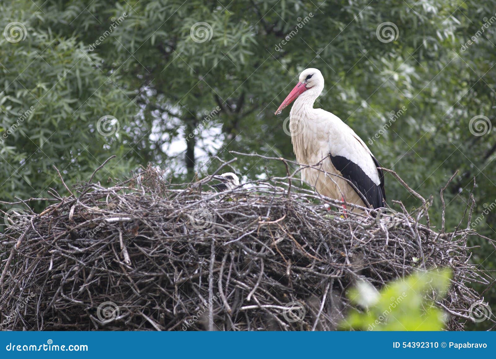 European White Stork with Chicks Stock Photo - Image of pair, beak ...