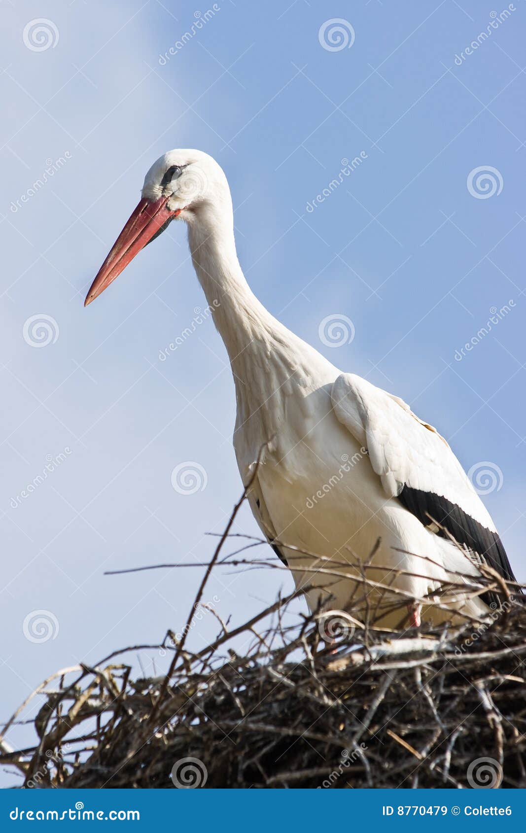 European White Stork on Nest Stock Image - Image of european, storks ...
