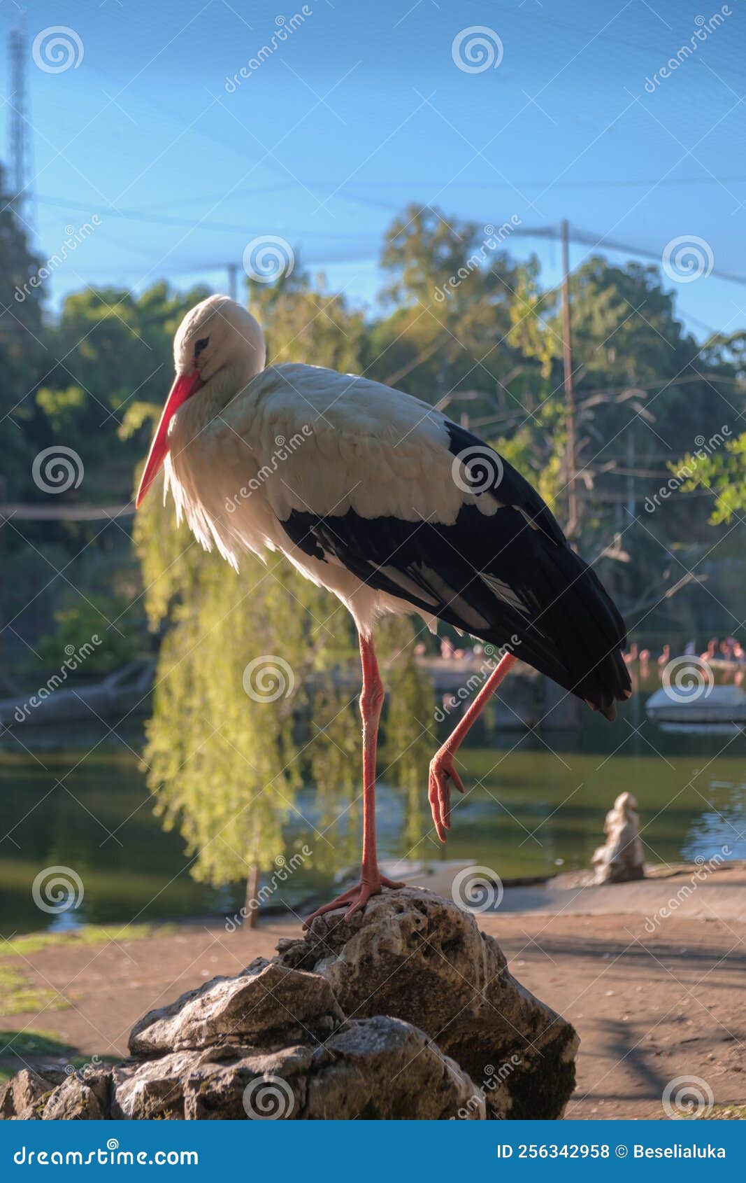 European white stork stock photo. Image of rock, rural - 256342958