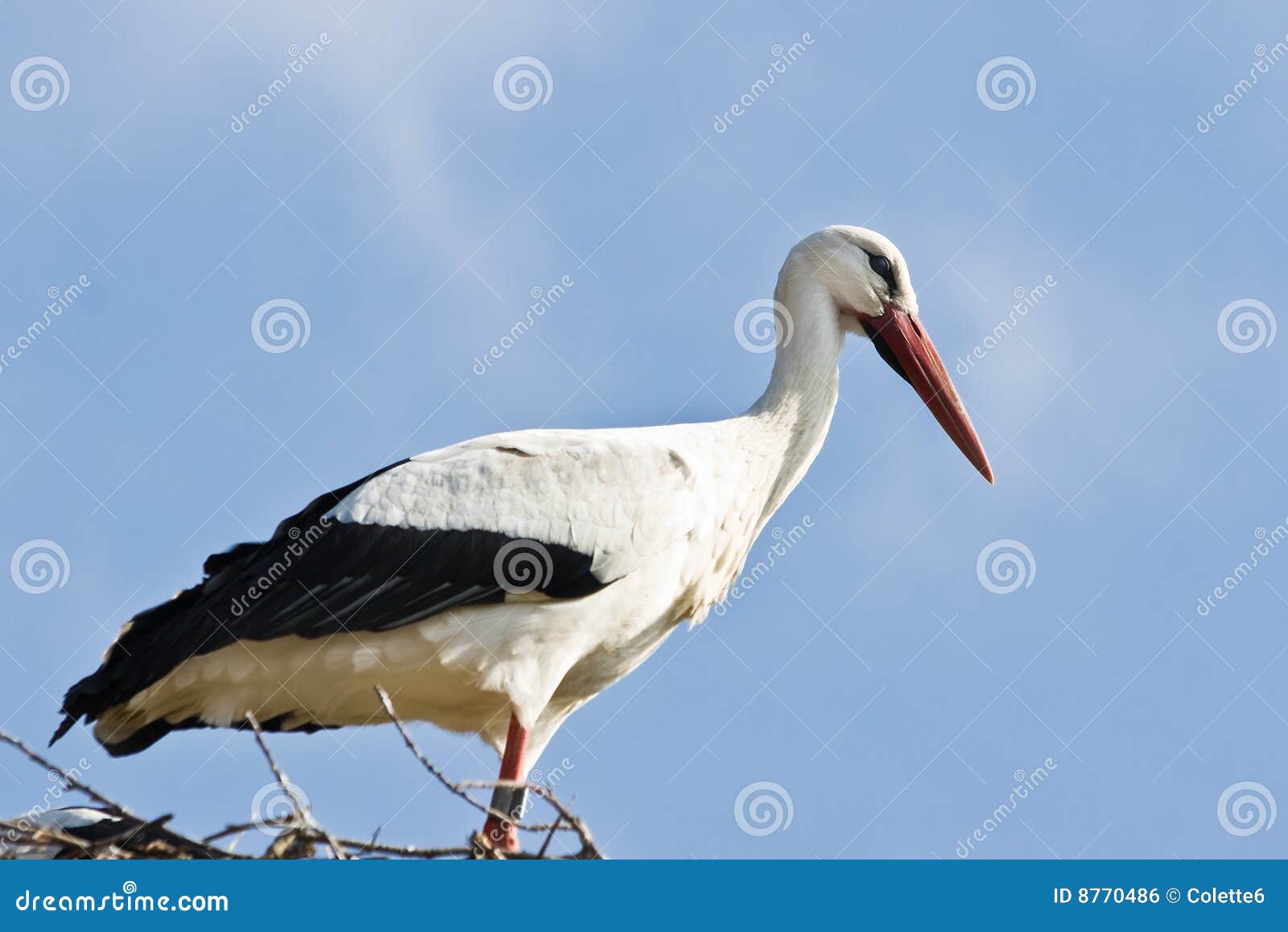 European White Stork Standing Stock Photo - Image of beak, birds: 8770486