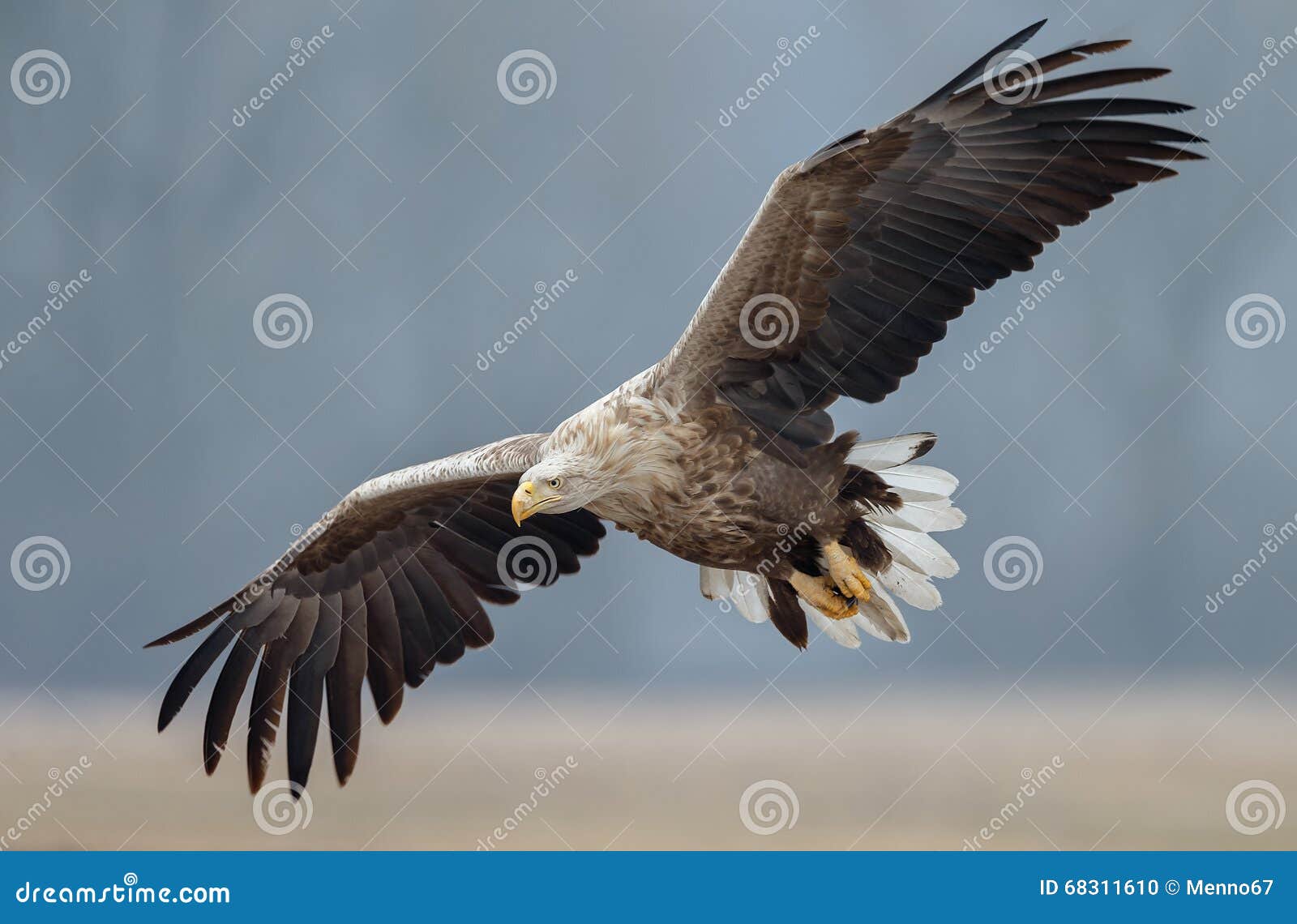 European White Tailed Eagle Stock Photo - Image of european, fight ...