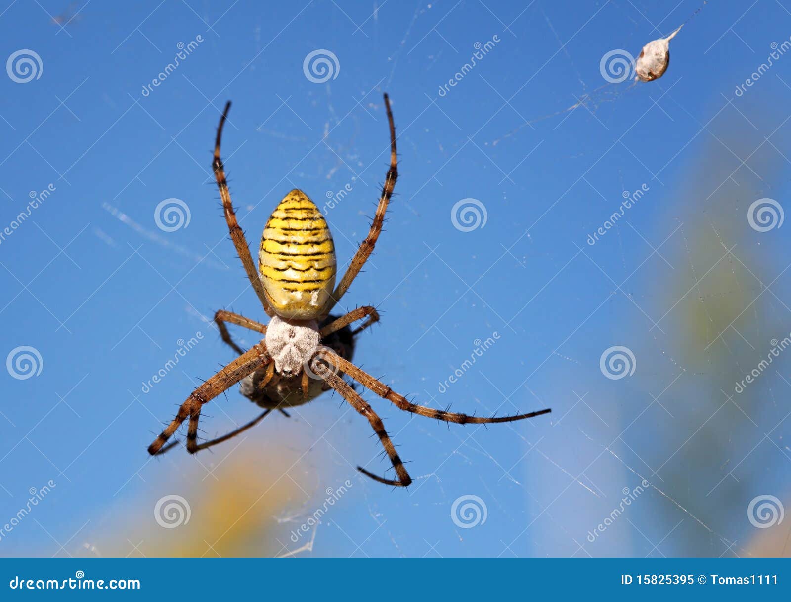 European White - Yellow Spider With Blue Backgroun Stock Image - Image ...