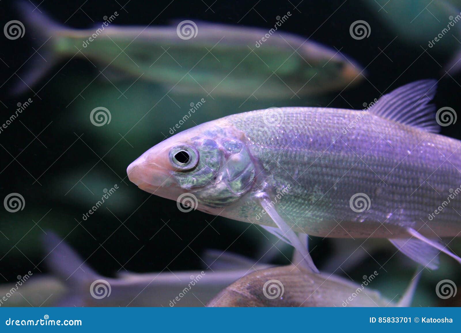European Whitefish Coregonus Lavaretus Stock Image - Image of animal ...