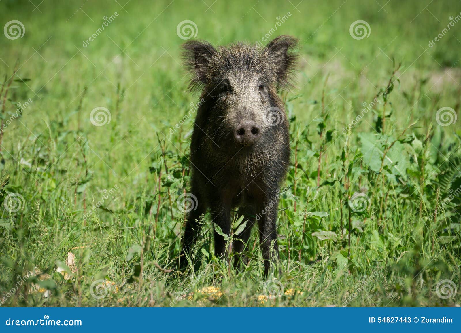 European wild boar stock image. Image of clearing, wildlife - 54827443
