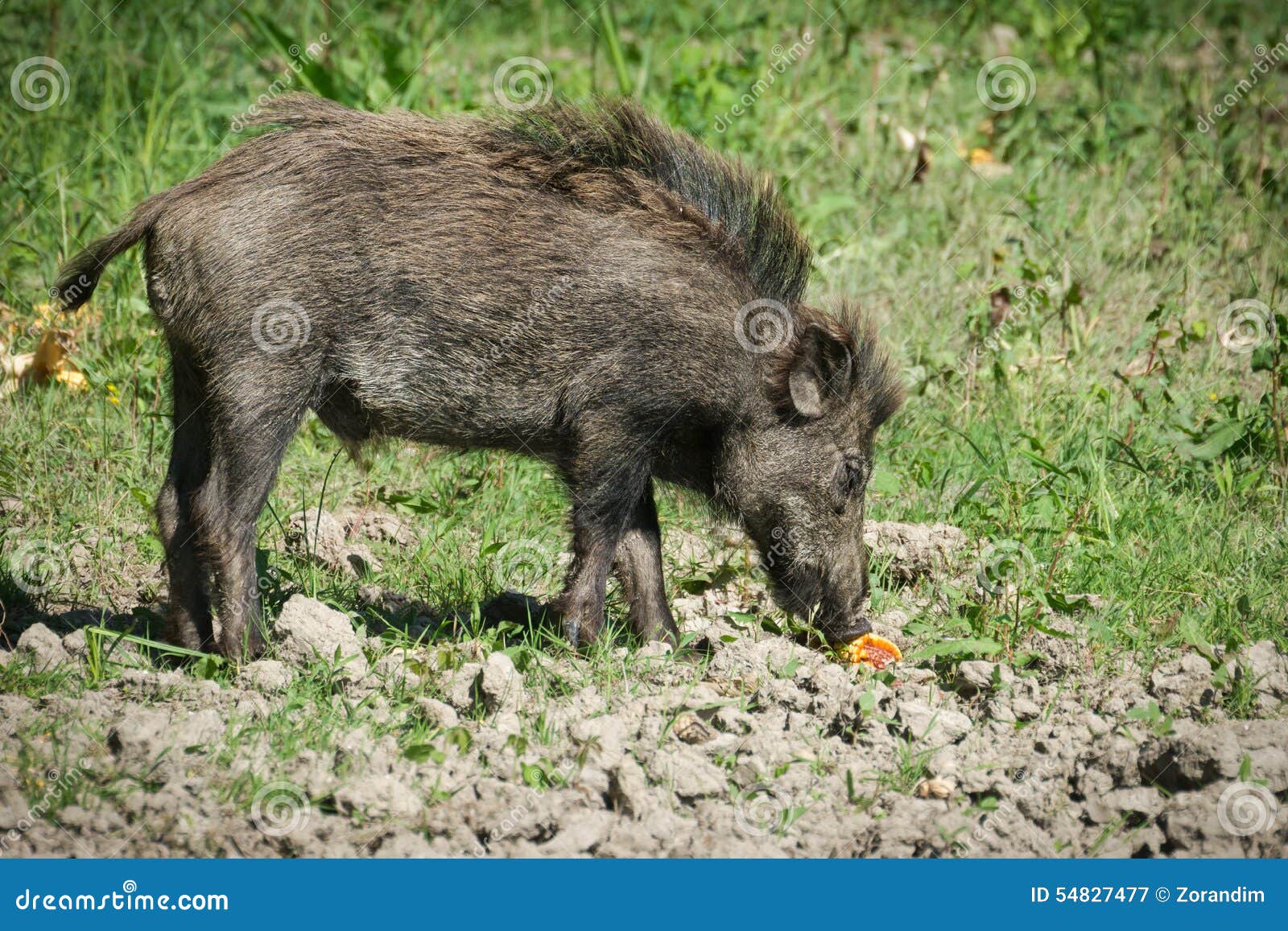 European wild boar stock image. Image of animal, environment - 54827477