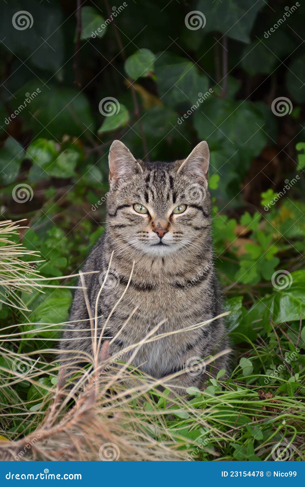European wild cat stock photo. Image of forest, nature - 23154478