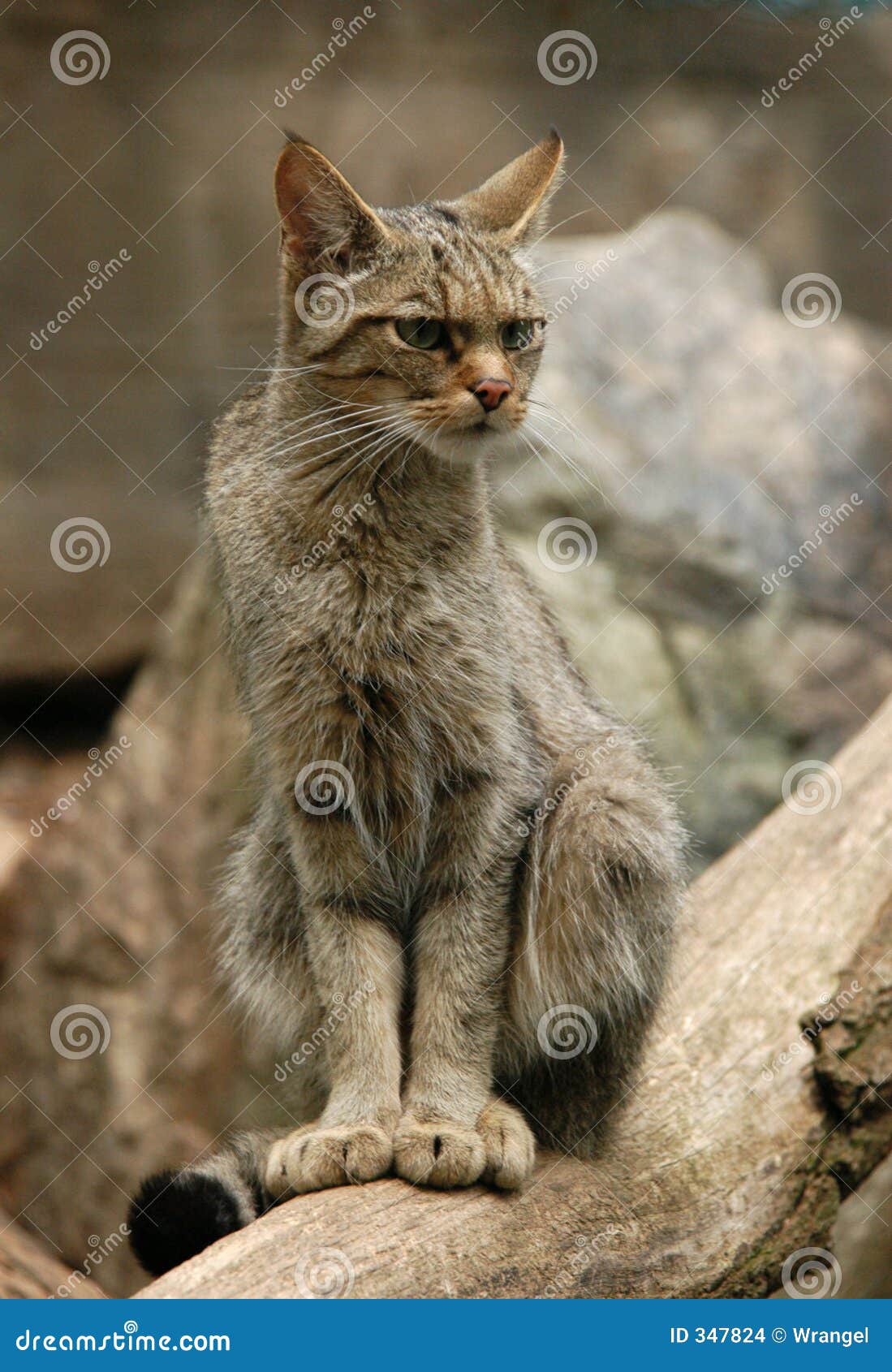European Wild Cat stock photo. Image of attention, mammals - 347824