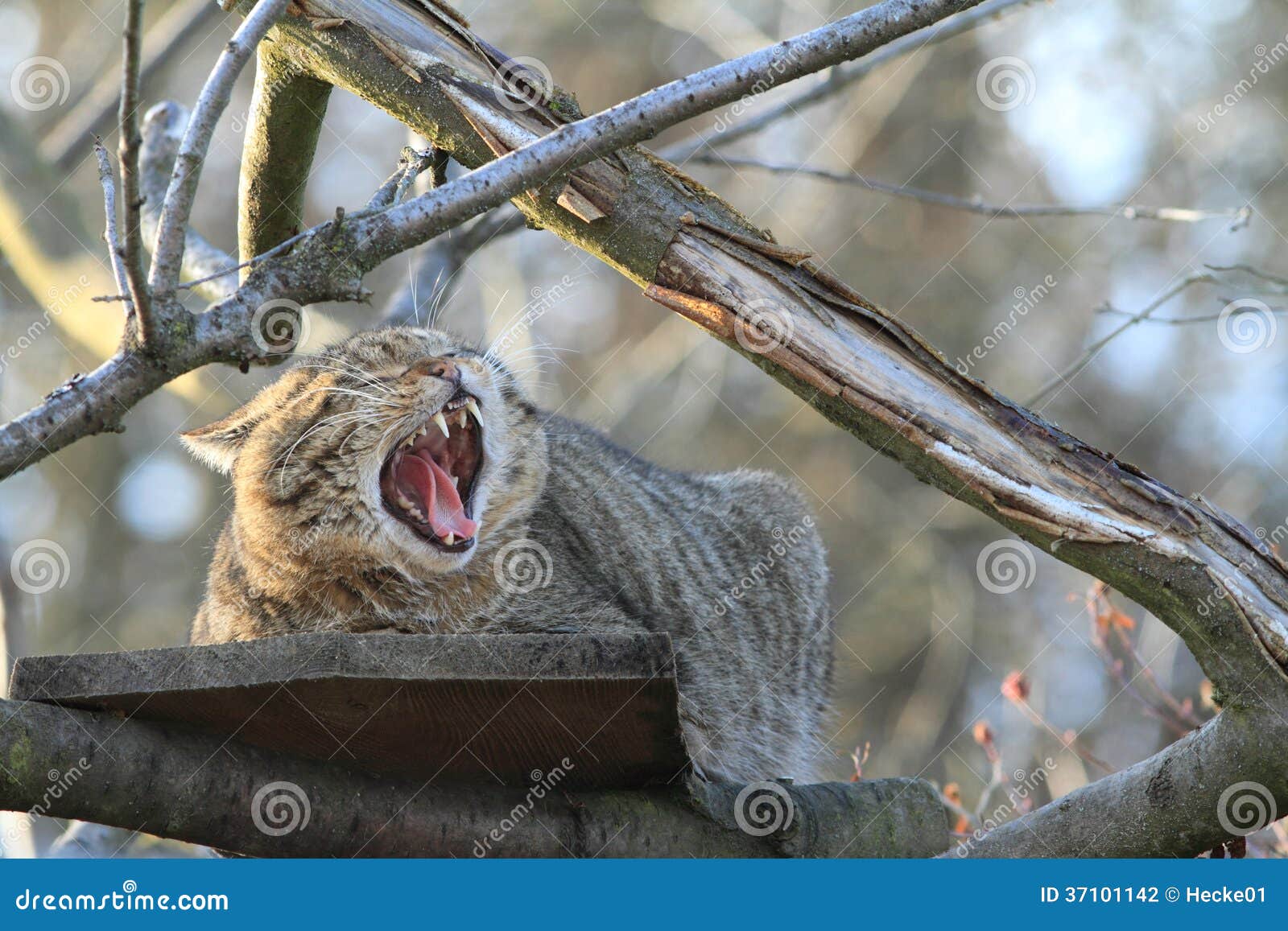 European Wild Cat or Forest Cat Stock Photo - Image of wildcat, forest ...