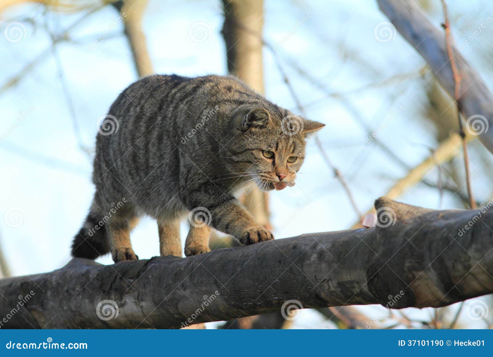 European Wild Cat or Forest Cat Stock Photo - Image of wild, silvestris ...