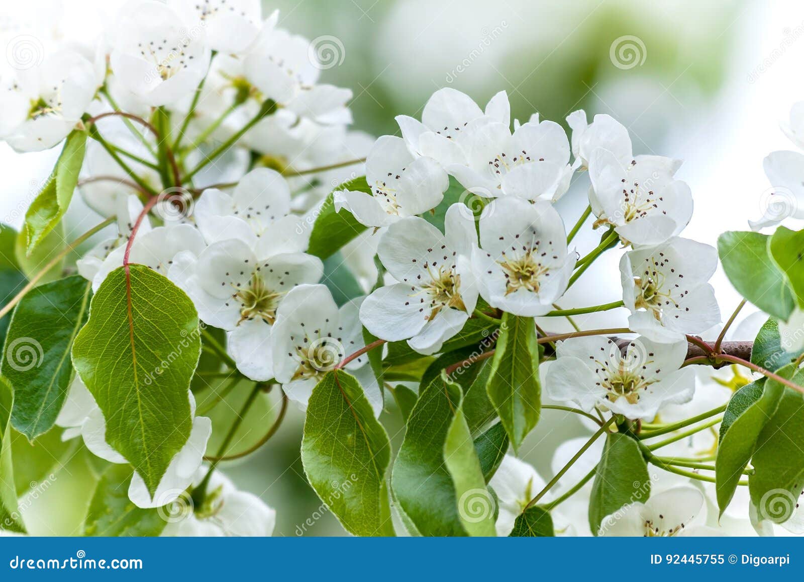 European Wild Pear Pyrus Pyraster Tree Flowers Stock Image - Image of ...