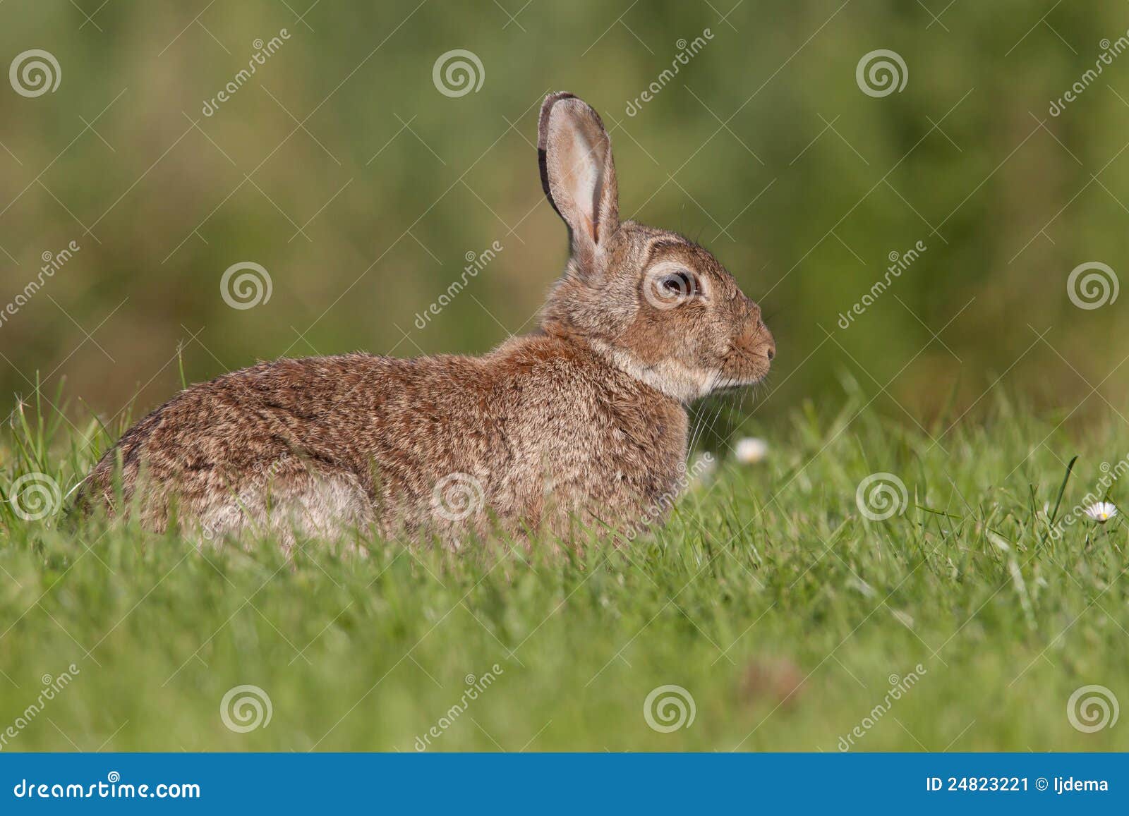 European wild rabbit stock image. Image of laying, mammal - 24823221
