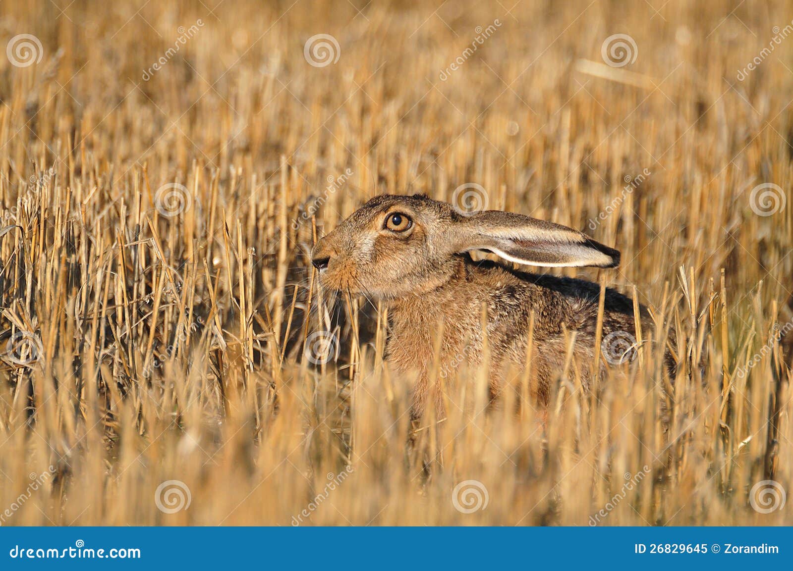 European wild rabbit stock image. Image of oryctolagus - 26829645