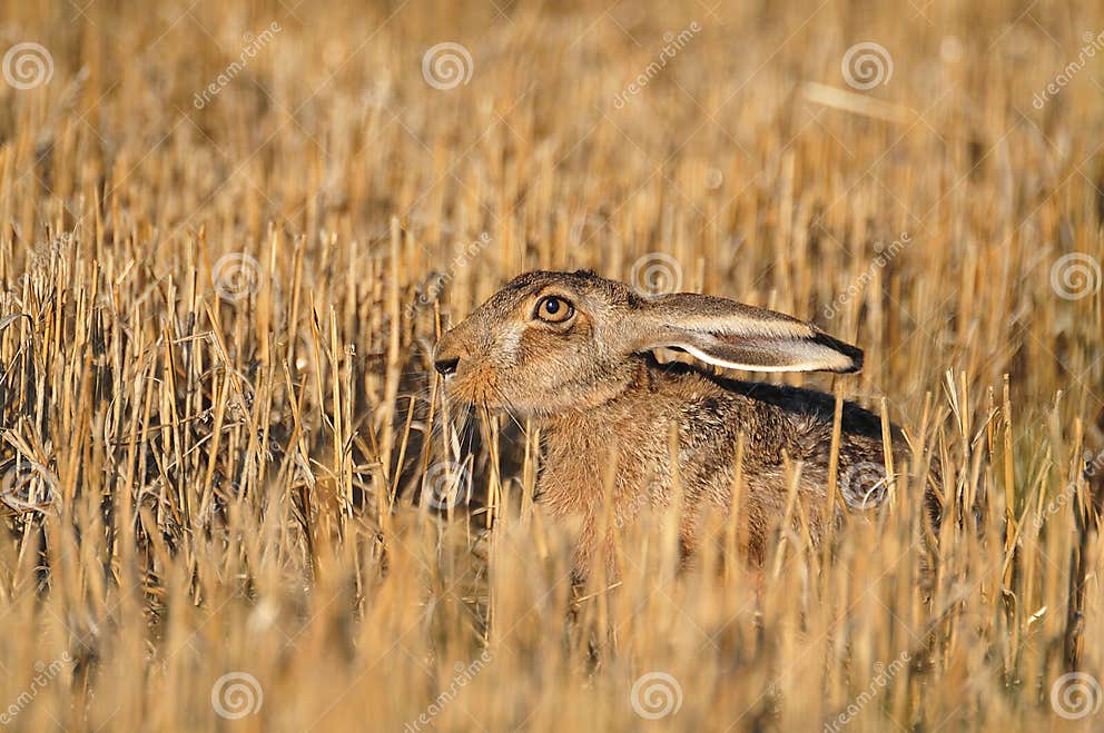 European wild rabbit stock image. Image of oryctolagus - 26829645
