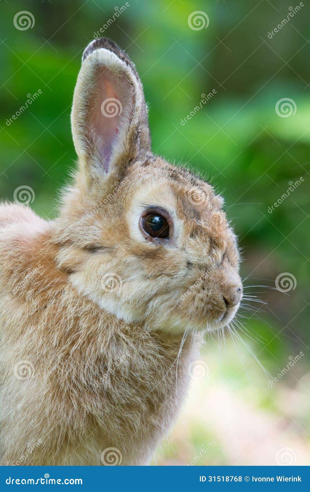 European wild rabbit stock photo. Image of wildlife, sideward - 31518768