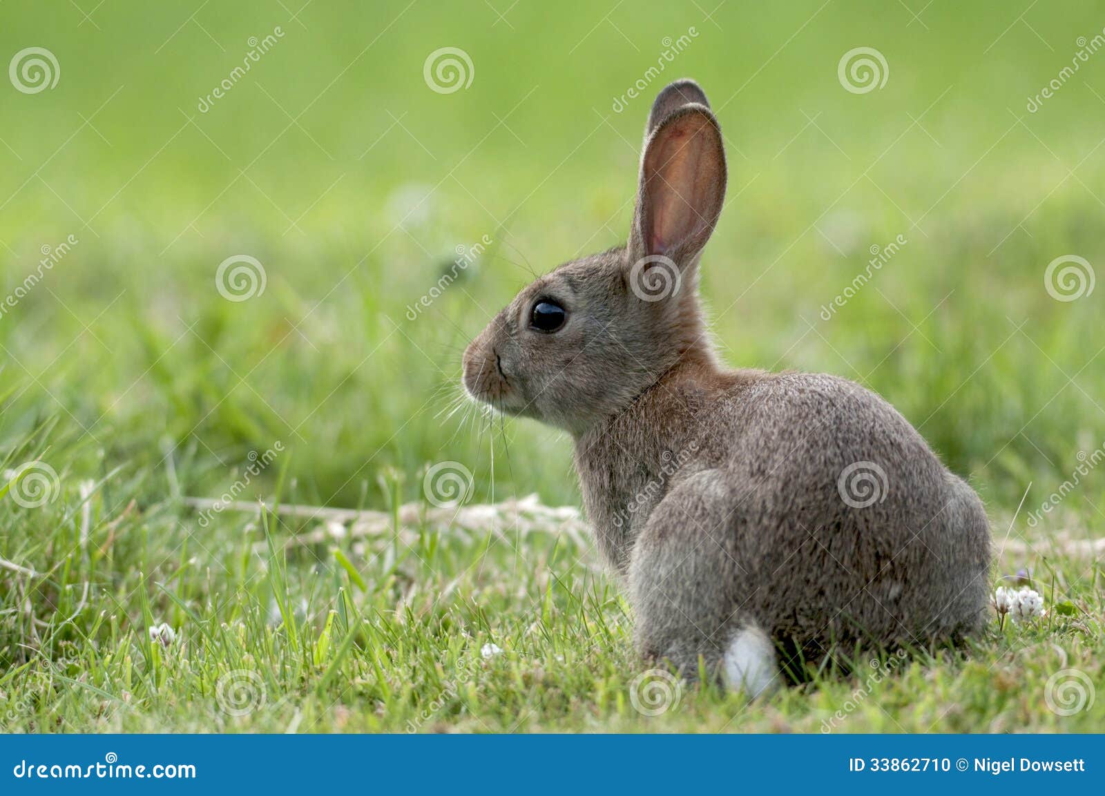 European Wild Rabbit (Orytolagus Cuniculus) Stock Photo - Image of ...