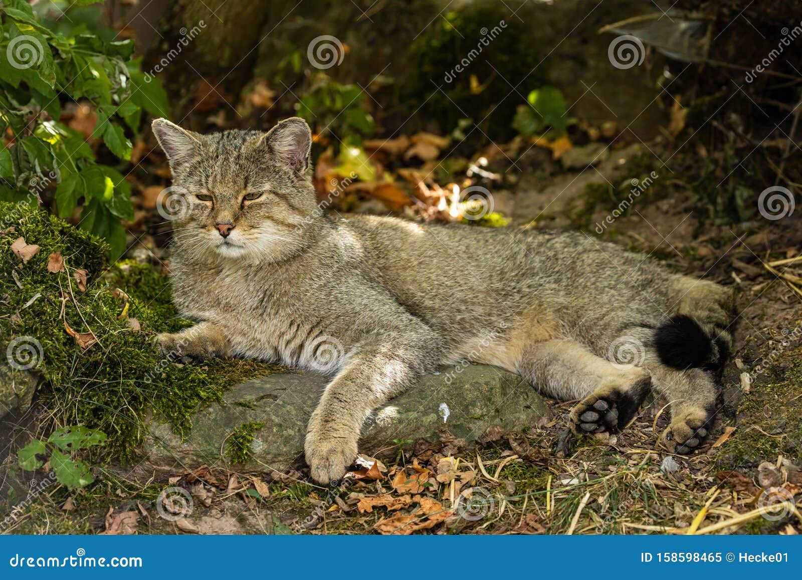 European Wildcat in the Forest Stock Image - Image of eurasian, face ...