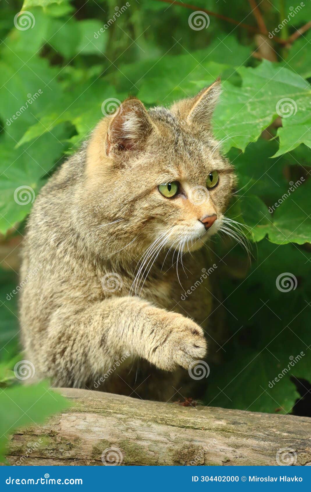 The European Wildcat in Forest Stock Photo - Image of silvestris, game ...