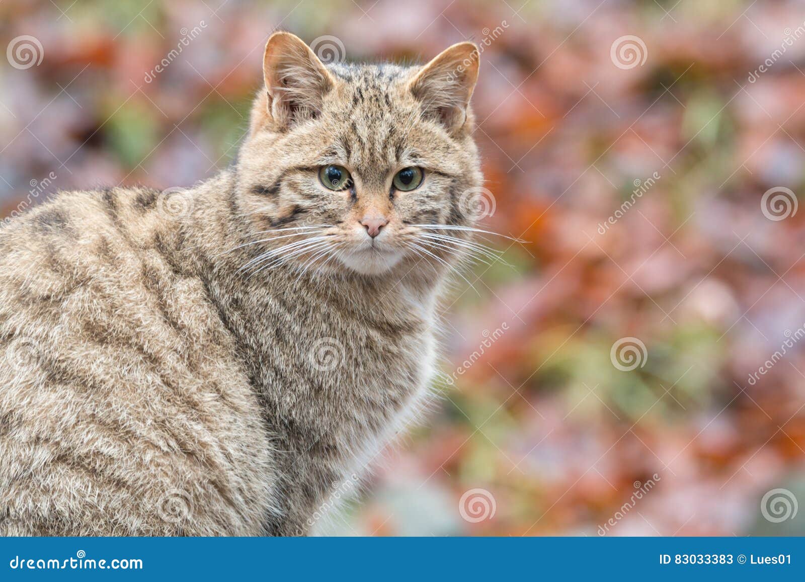 European wildcat stock image. Image of bushes, autumn - 83033383