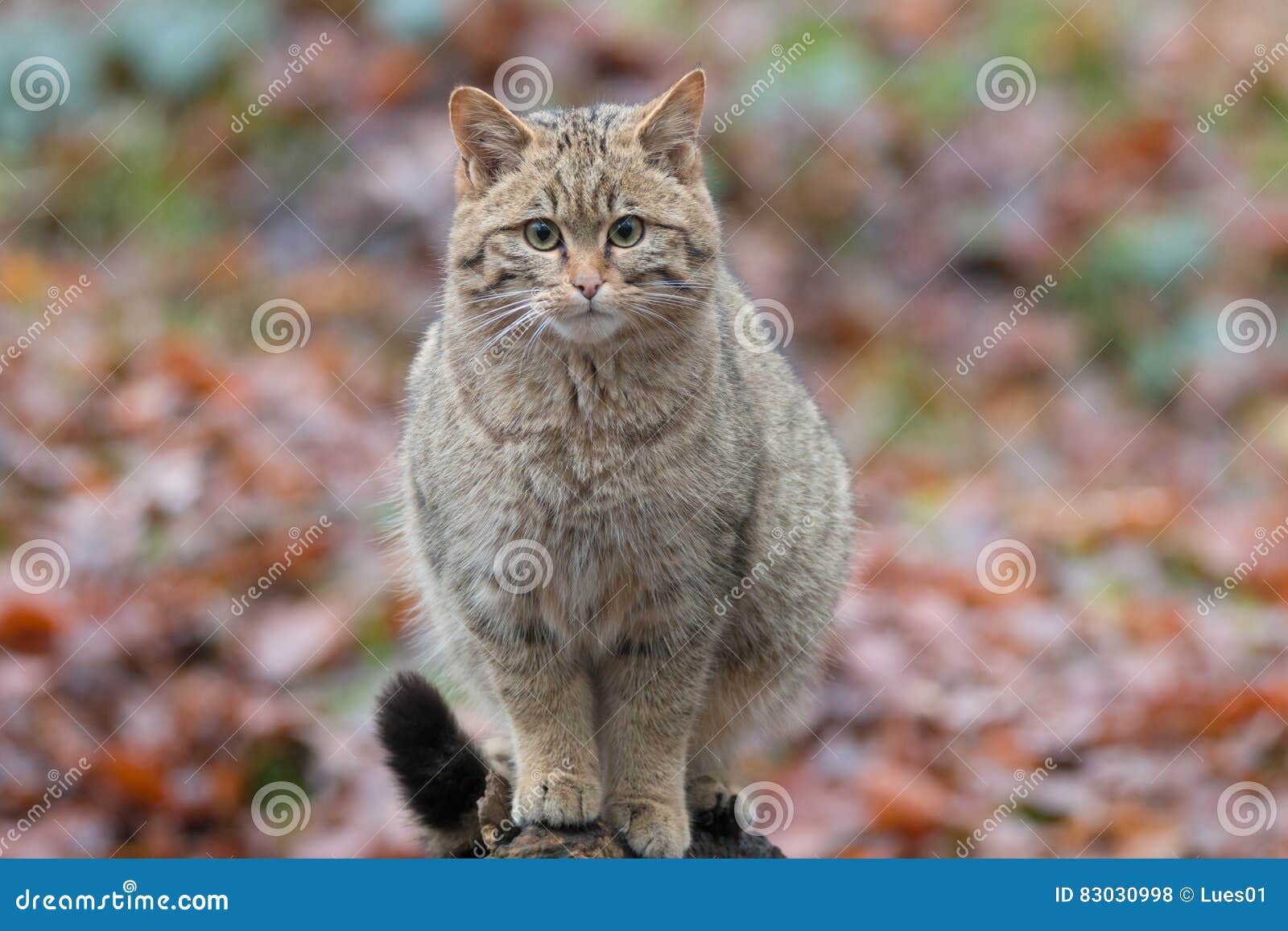 European wildcat stock photo. Image of silvestris, european - 83030998