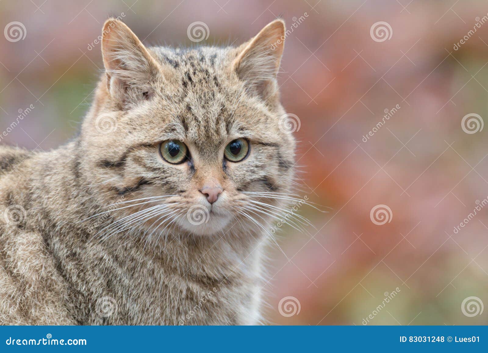 European wildcat stock photo. Image of scottish, color - 83031248