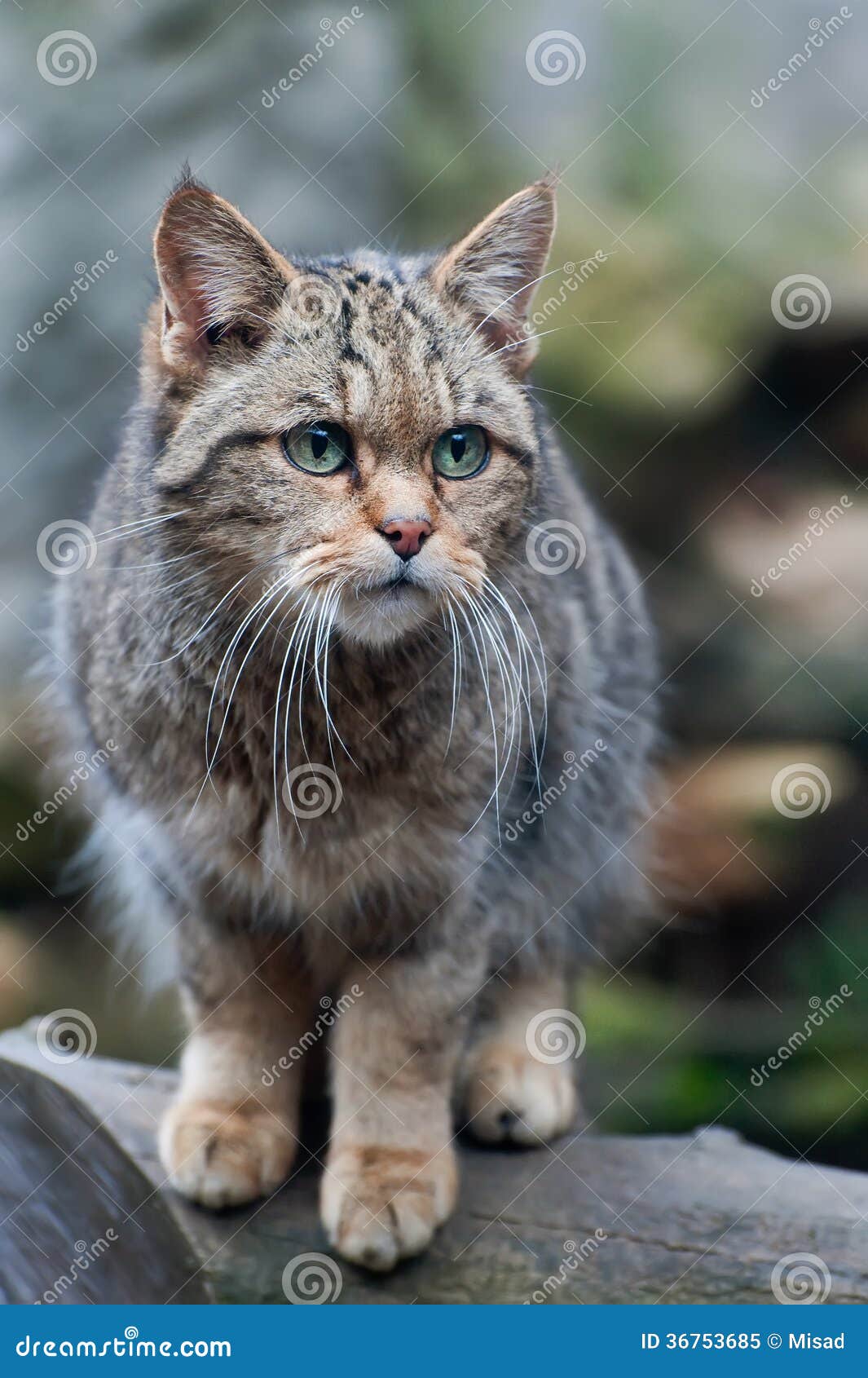 EUROPEAN WILDCAT Felis Silvestris, ADULT WALKING ON BRANCH Stock Image ...