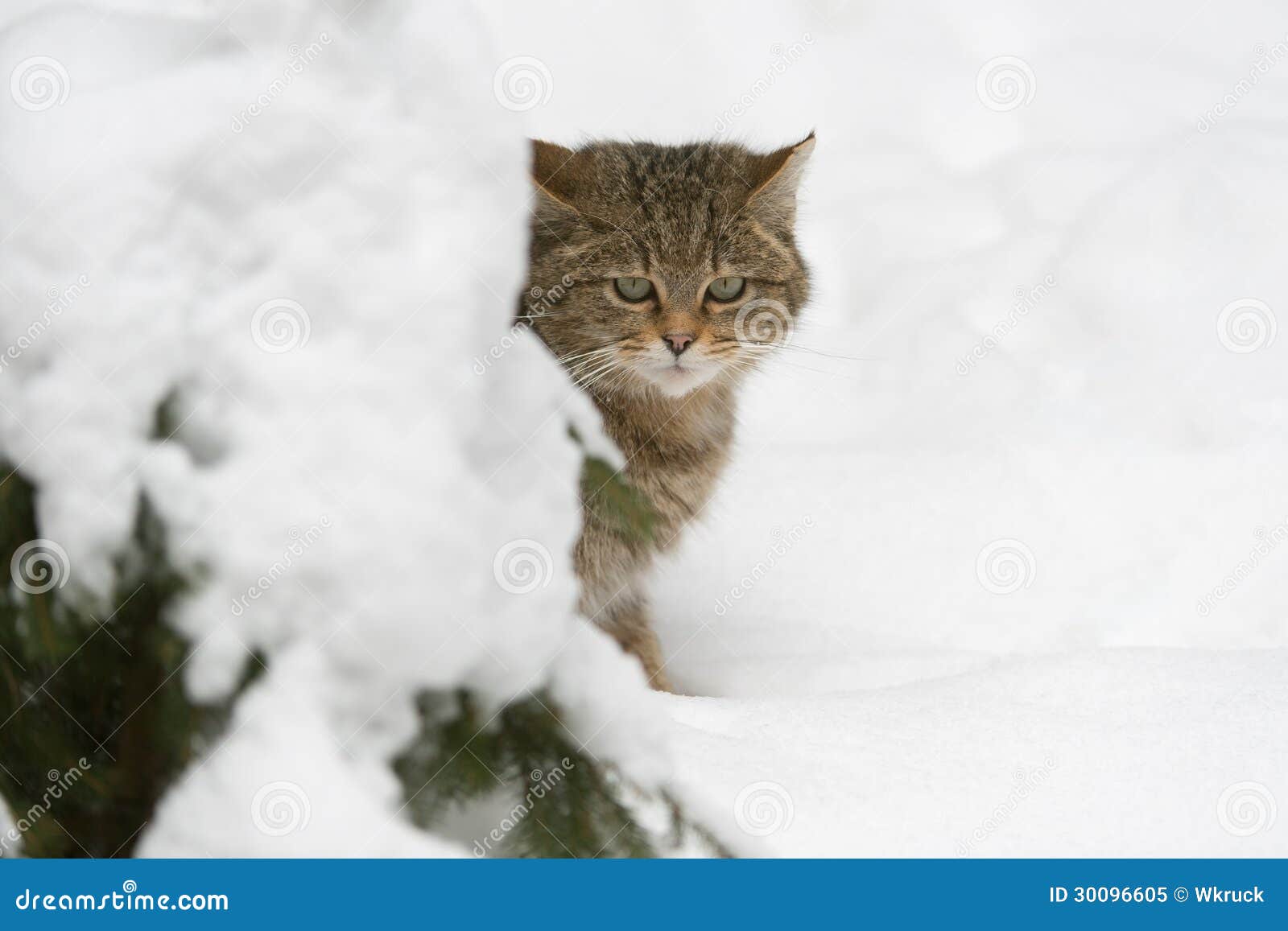 European wildcat stock image. Image of mammal, wood, predator - 30096605