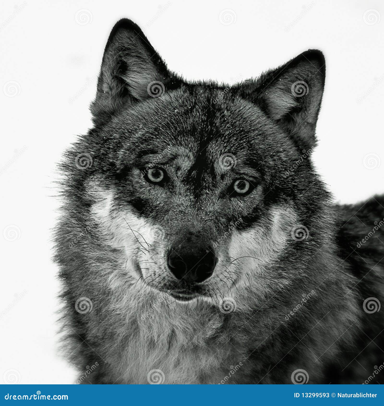 European Wolf stock image. Image of common, outdoors - 13299593