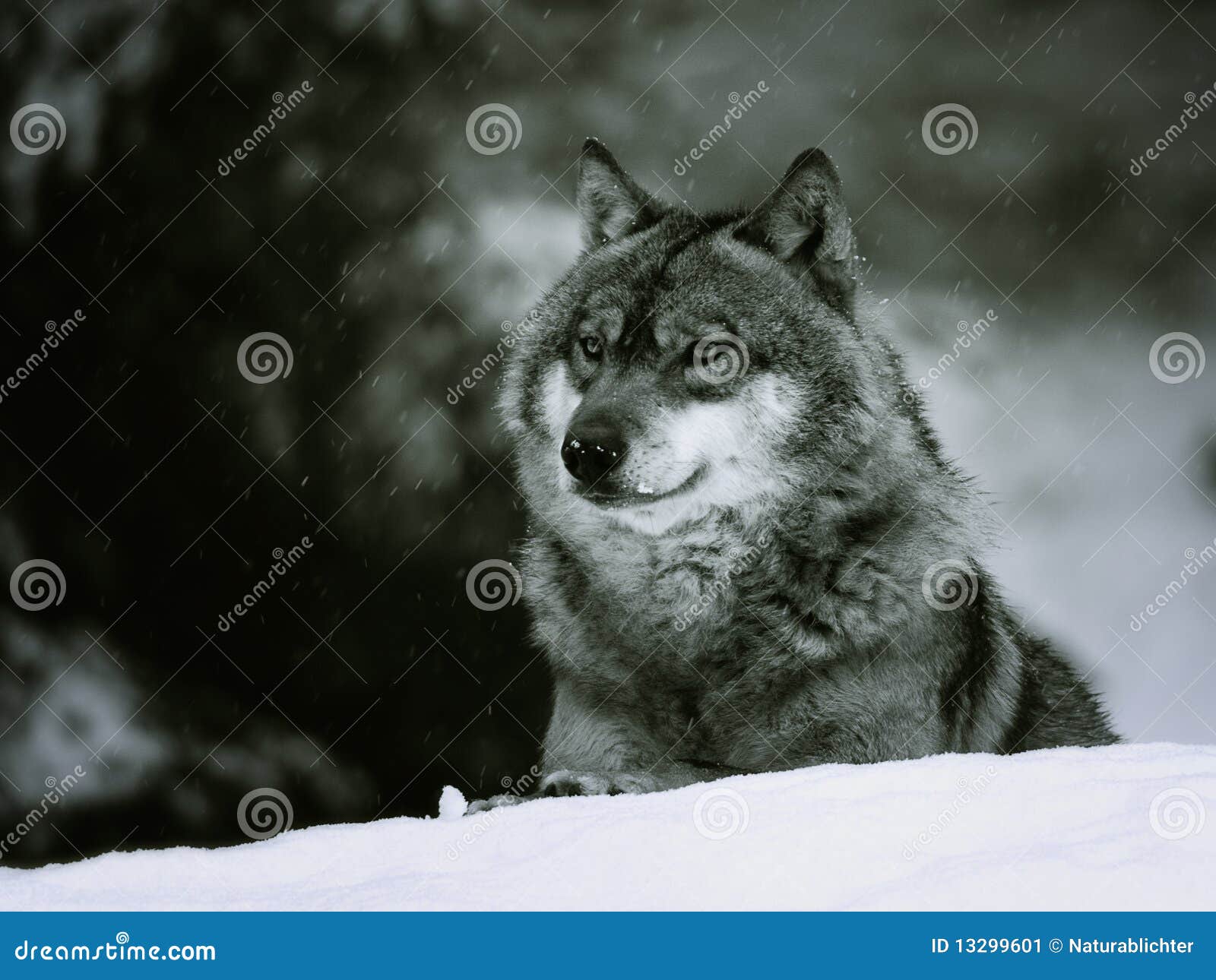 European Wolf stock image. Image of ferocious, animal - 13299601