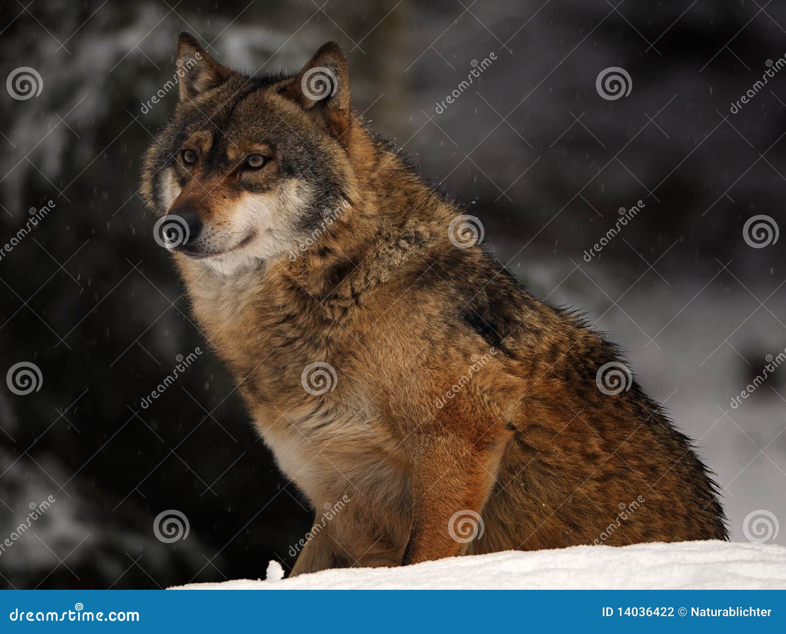 European wolf stock photo. Image of watch, mammal, solitary - 14036422