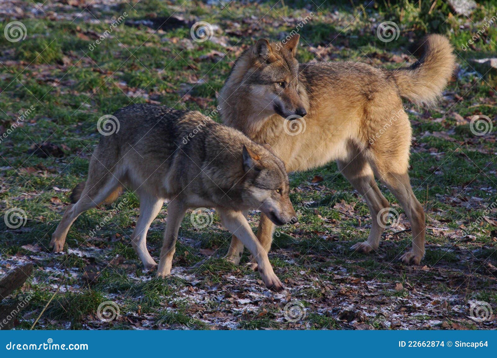 European Wolf stock photo. Image of mammal, horizontal - 22662874