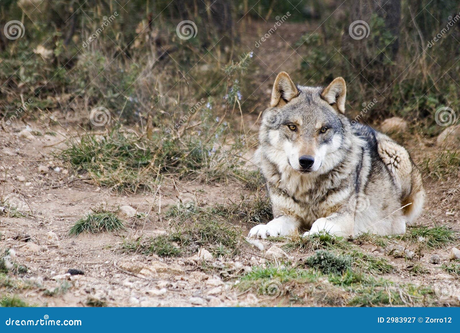European wolf stock image. Image of animal, danger, spain - 2983927